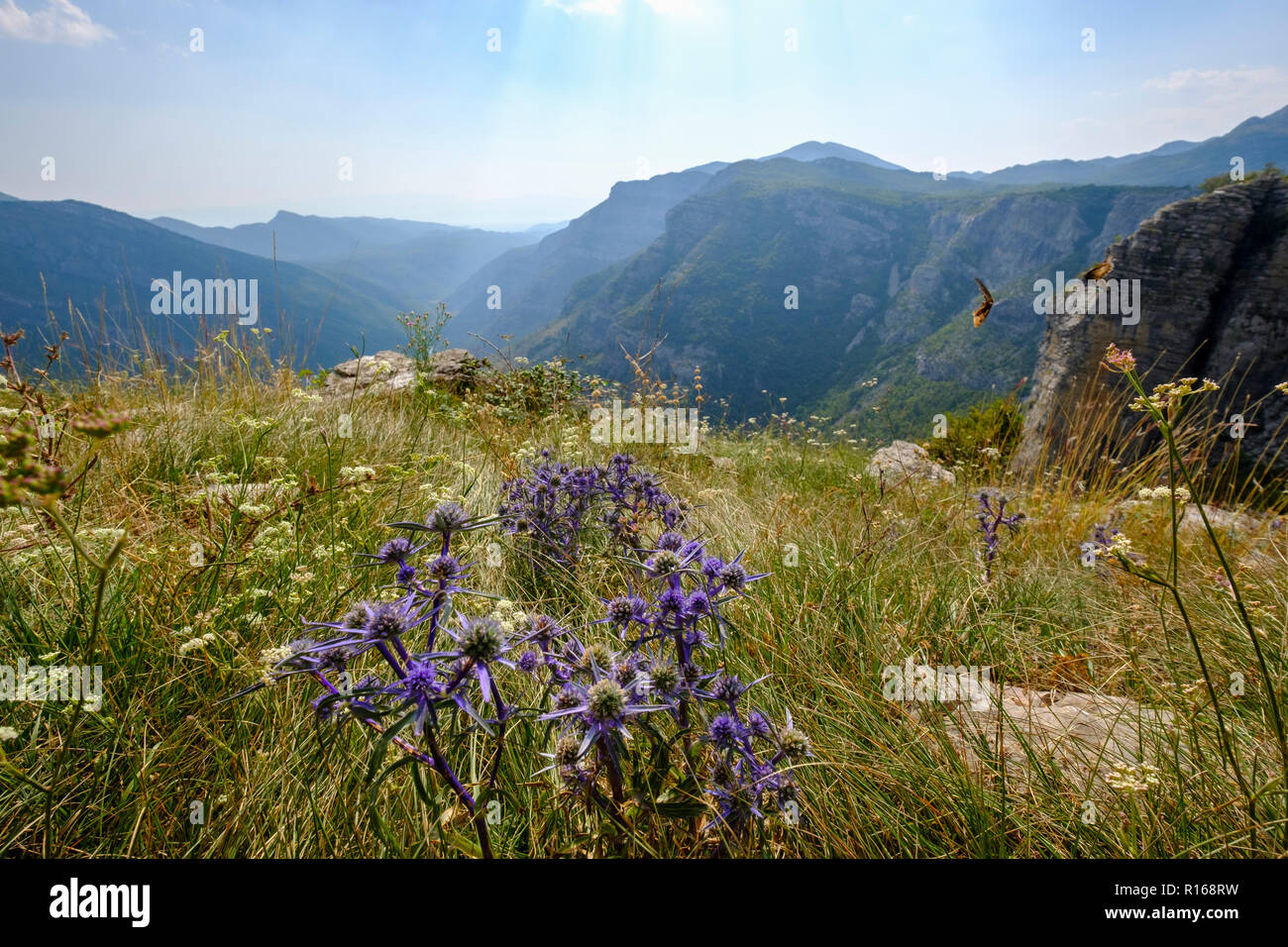 Sea-holly (Eryngium), Cijevna gorge, near Podgorica, Montenegro Stock ...