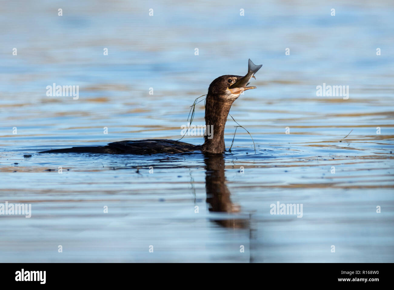 The pygmy cormorant (Microcarbo pygmaeus) on the Neretva delta, Croatia ...