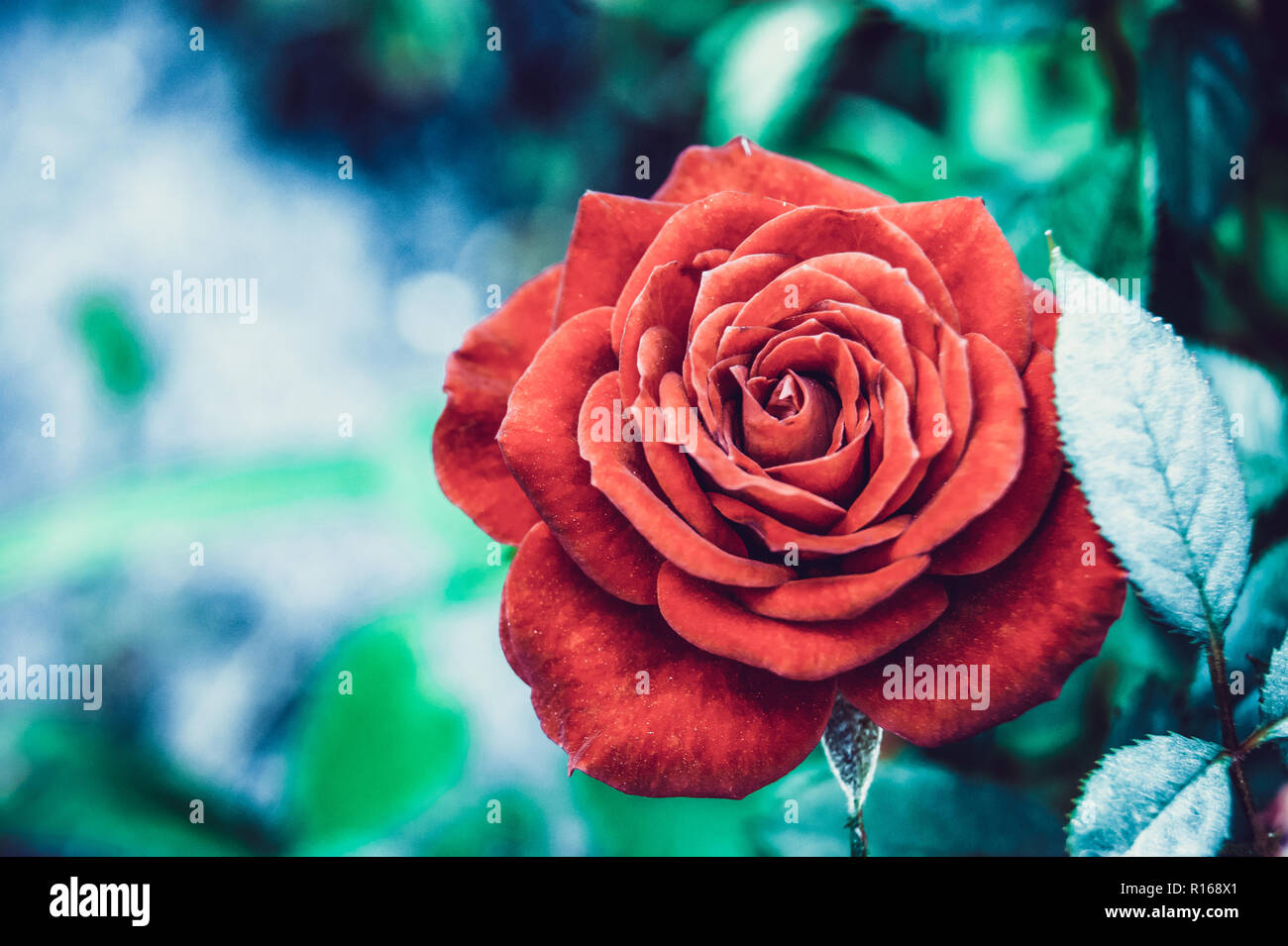 One red rose on a background of green foliage. Photo with free space ...
