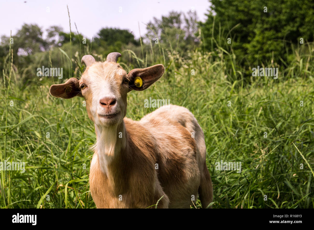Curious goat hi-res stock photography and images - Alamy