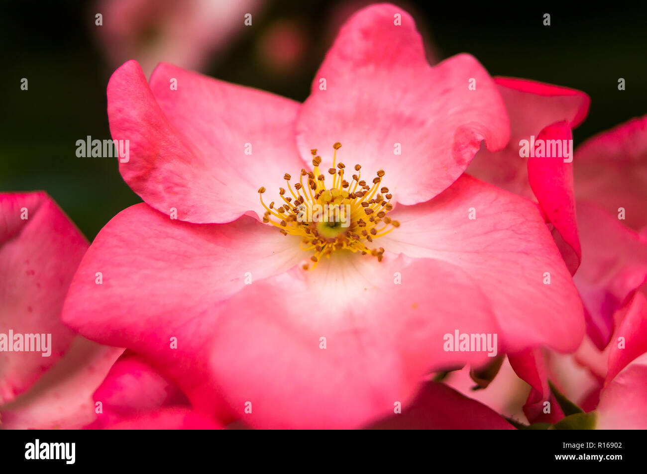 Rosa canina, commonly known as the dog rose Stock Photo - Alamy