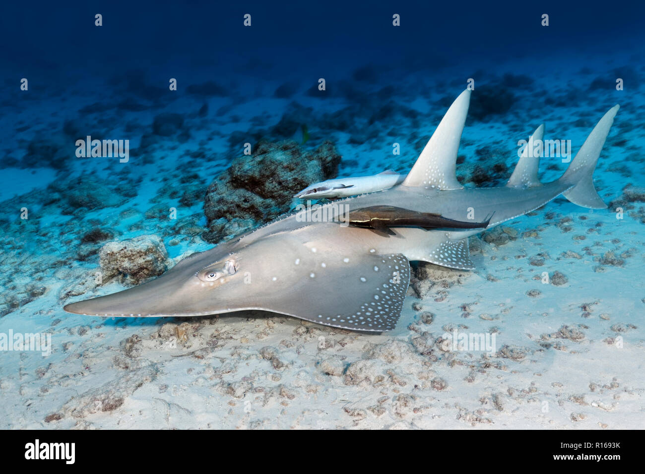 Common guitarfish (Rhynchobatus djiddensis), Remora, Live sharksucker ...