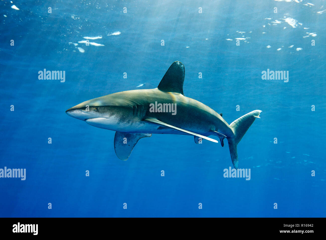 Oceanic whitetip shark (Carcharhinus longimanus), swims under the sea surface, Great barrier ...