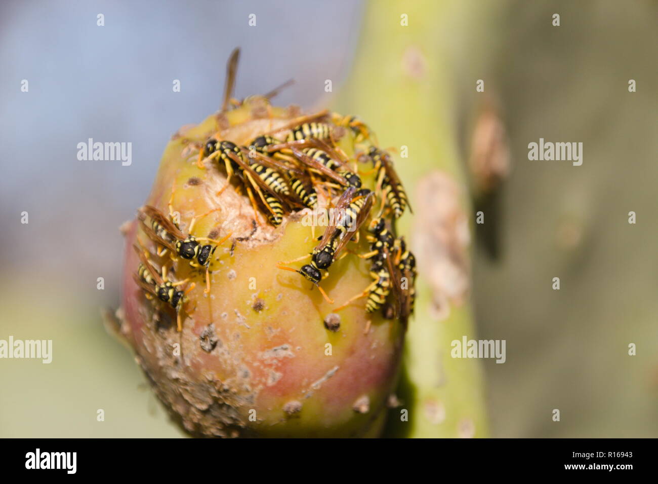 Insects on fruit hi-res stock photography and images - Alamy