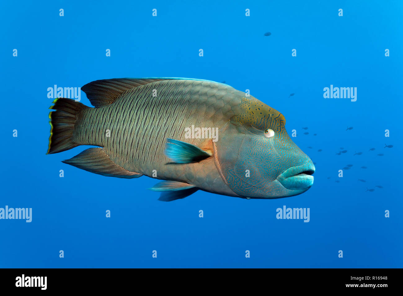Subadult Humphead Wrasse (Cheilinus undulatus), Great Barrier Reef ...