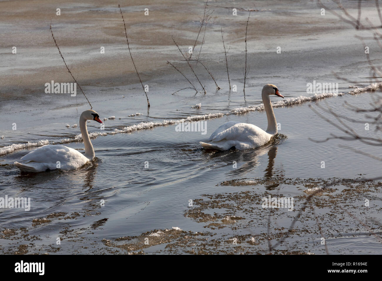 Winter dance of swans on the water, Mute Swan, Cygnus olor, Europe ...
