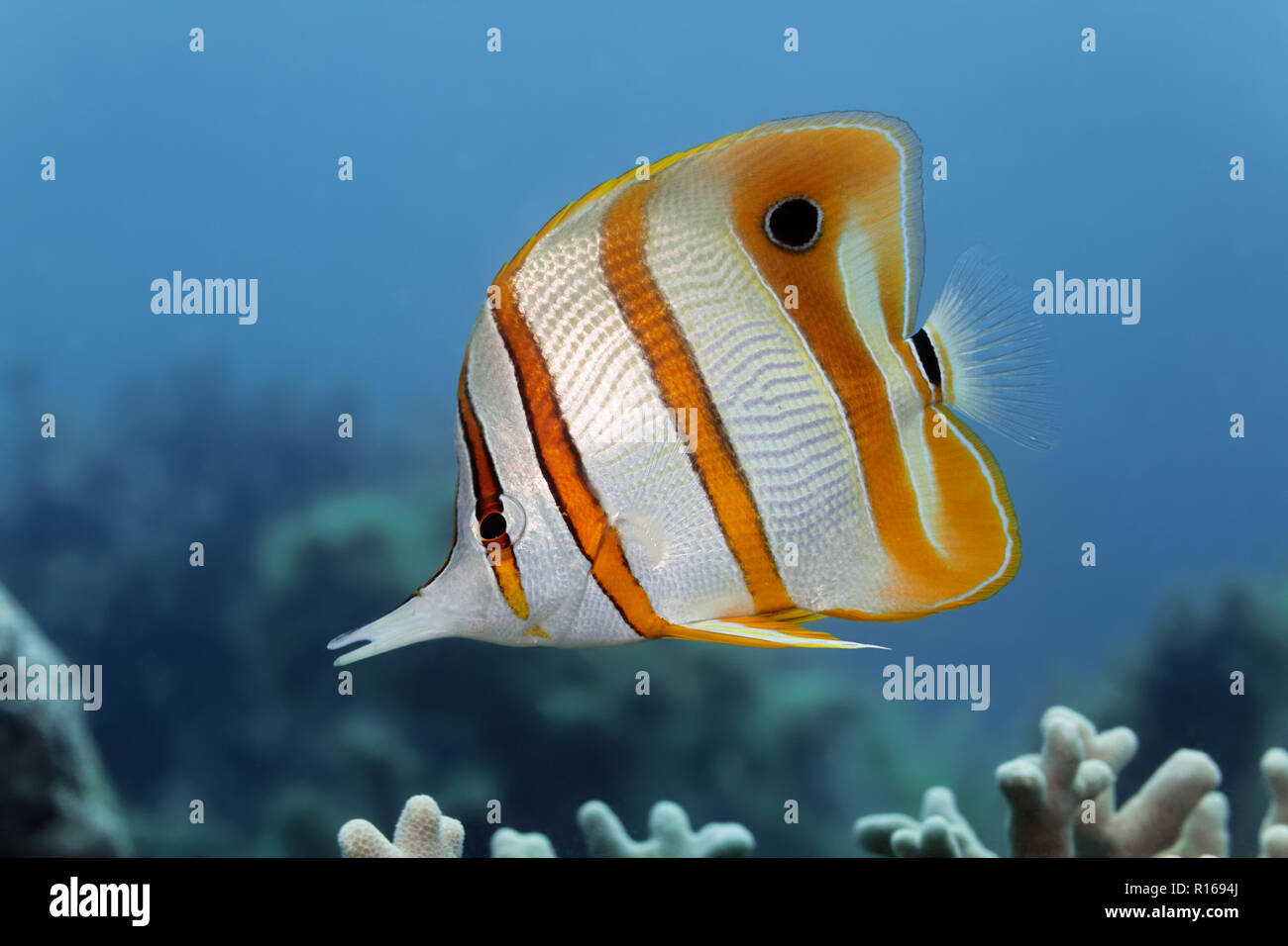 Chelmon rostratus great barrier reef hi-res stock photography and ...