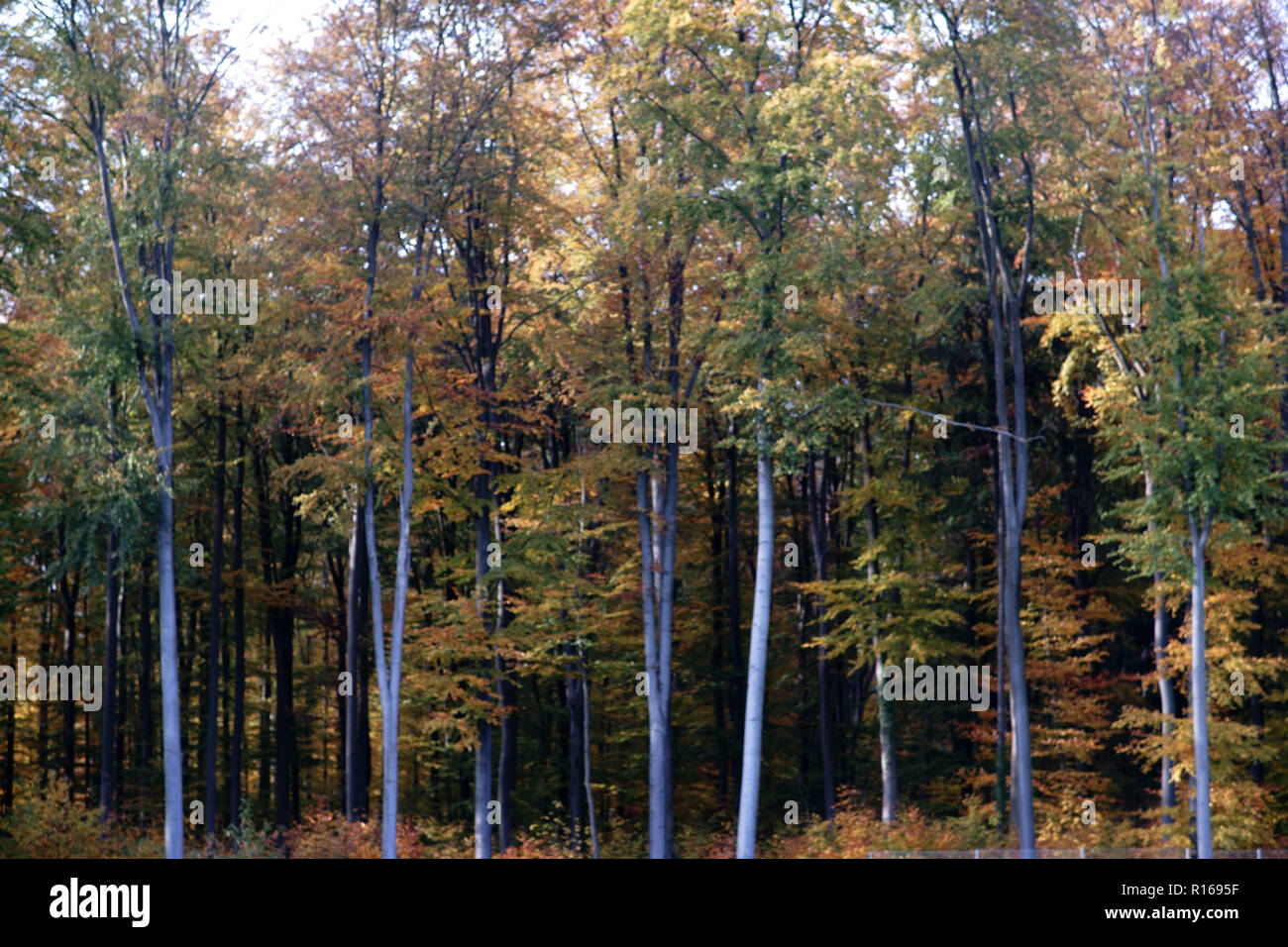 The forest edge of a deciduous forest in autumn with tree trunks ...