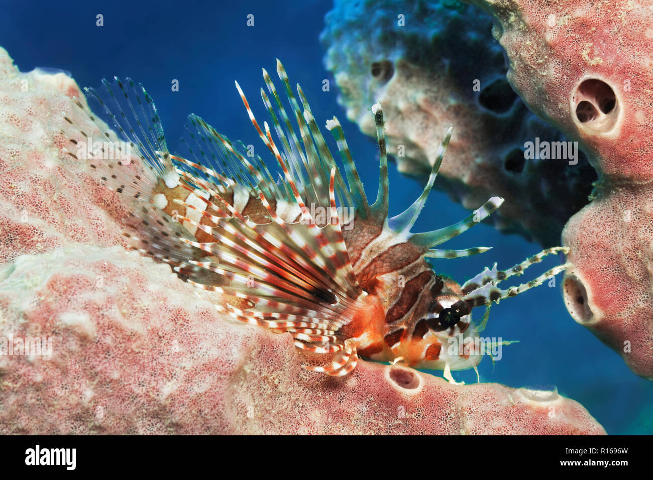 Broadbarred firefish (Pterois antennata) rests on sponge, Great Barrier ...