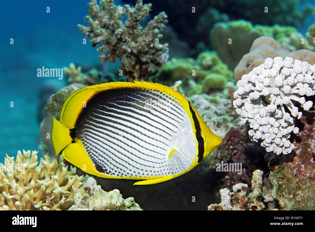 Blackback Butterflyfish (Chaetodon melannotus) floats over coral reef ...