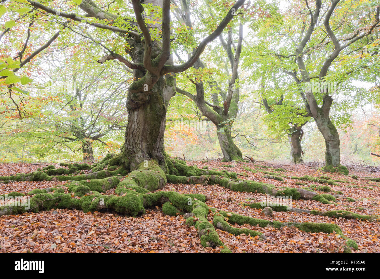 Mossy roots hi-res stock photography and images - Alamy