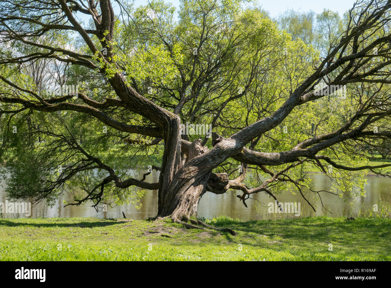 Old willow tree hi-res stock photography and images - Alamy