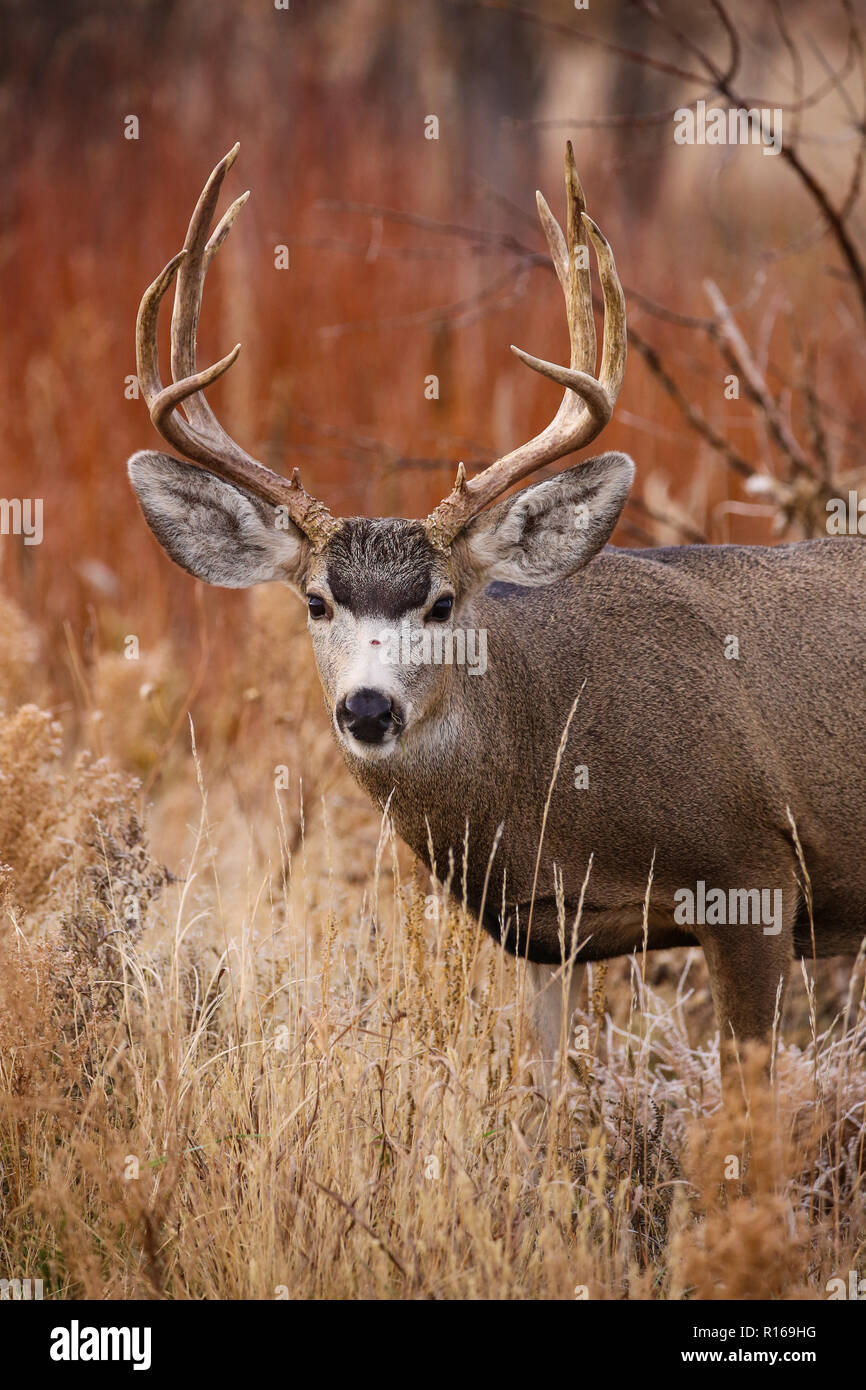 Closeup Mule Deer High Resolution Stock Photography and Images - Alamy