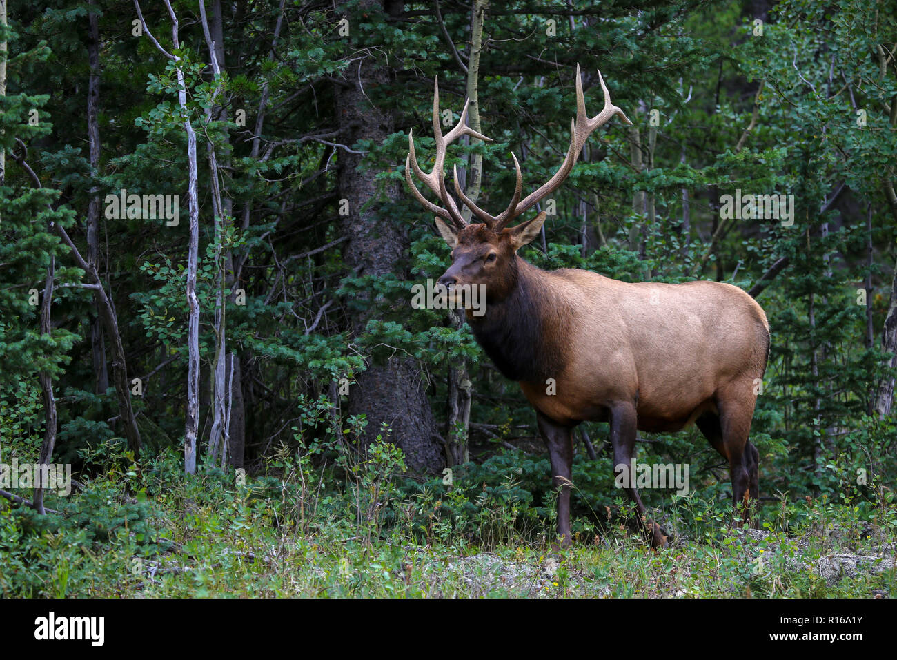 Bull elk in forest in Rocky Mountain National Park with large antler ...