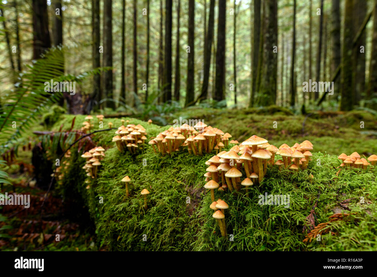 Lush vegetation, giant trees overgrown with moss, ferns and fungi ...