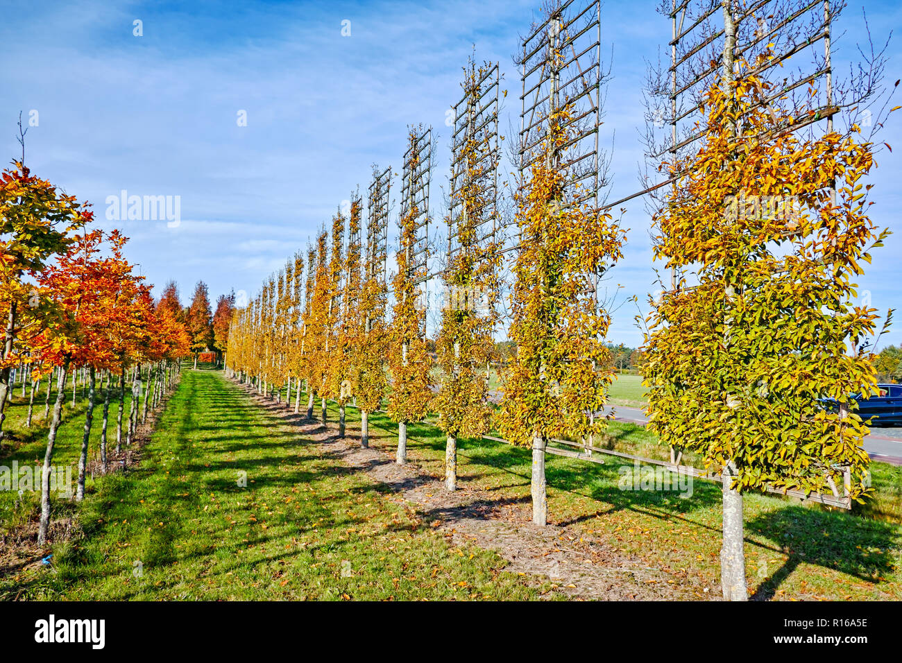Big espaliered decorative alder trees growing on nursery plantation in ...