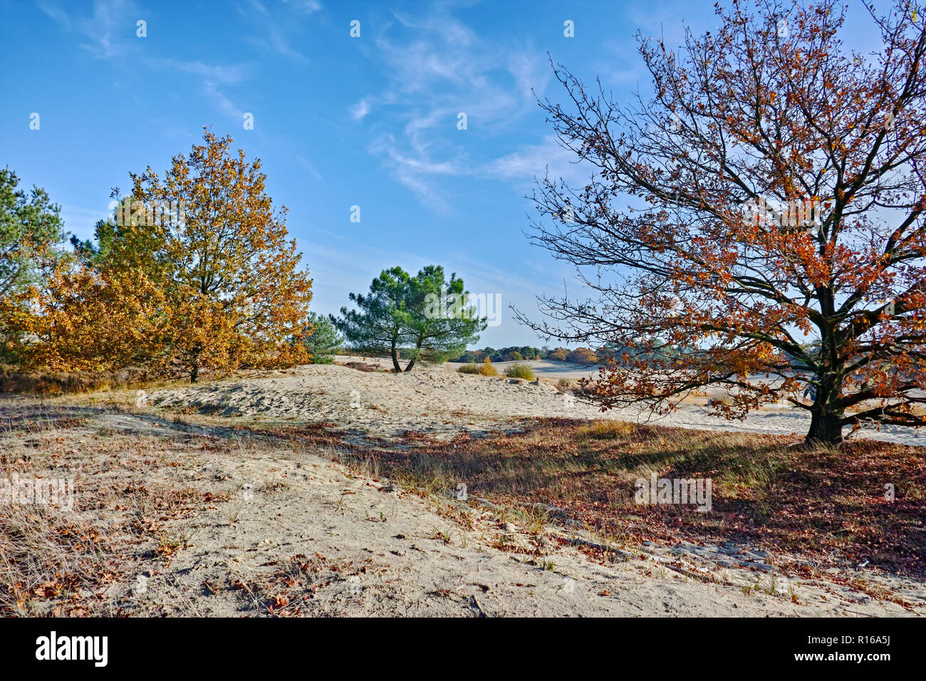 Desert landscape with yellow sand dunes, trees and plants and blue sky ...