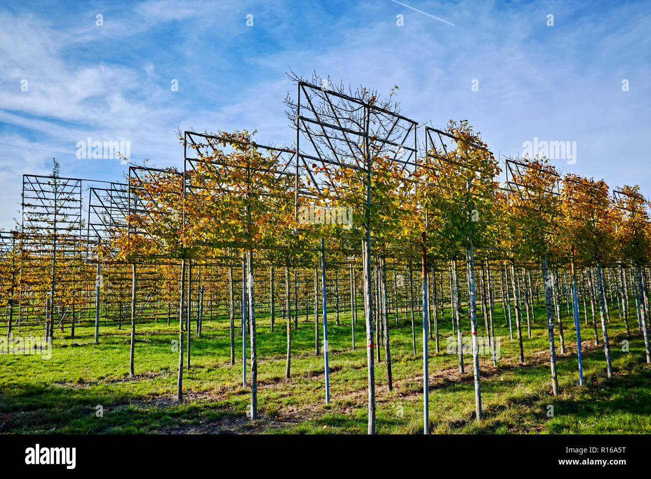 Big espaliered decorative alder trees growing on nursery plantation in ...