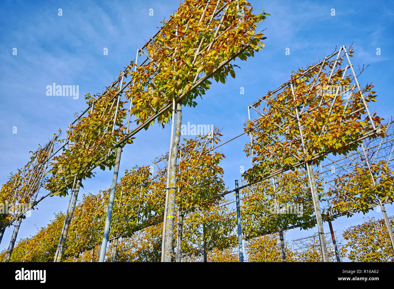 Big espaliered decorative alder trees growing on nursery plantation in ...