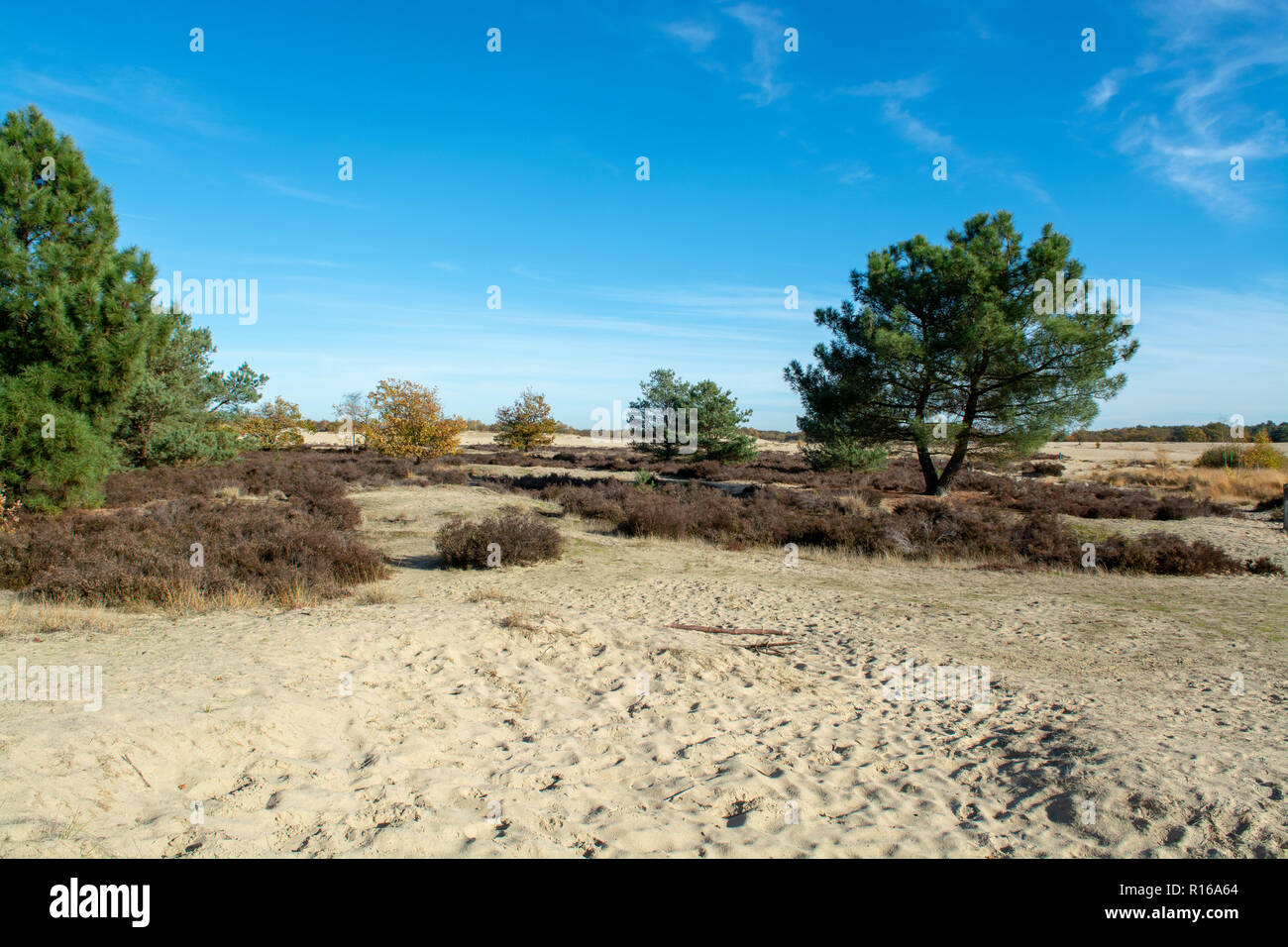 Desert landscape with yellow sand dunes, trees and plants and blue sky ...