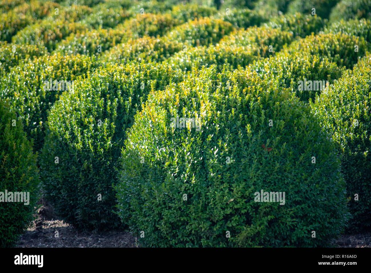 Evergreen buxus or box wood nursery in Netherlands, plantation of ...