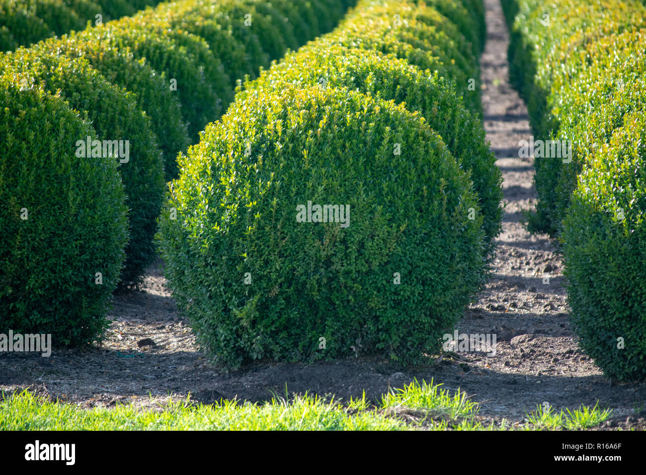 Evergreen buxus or box wood nursery in Netherlands, plantation of ...