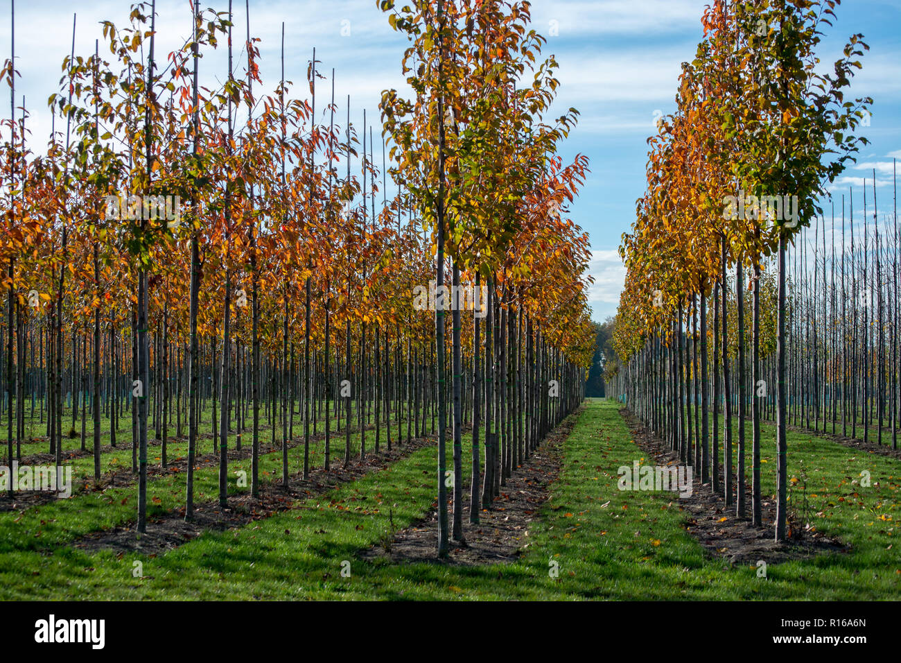 Public and privat garden, parks tree nursery in Netherlands, specialise ...