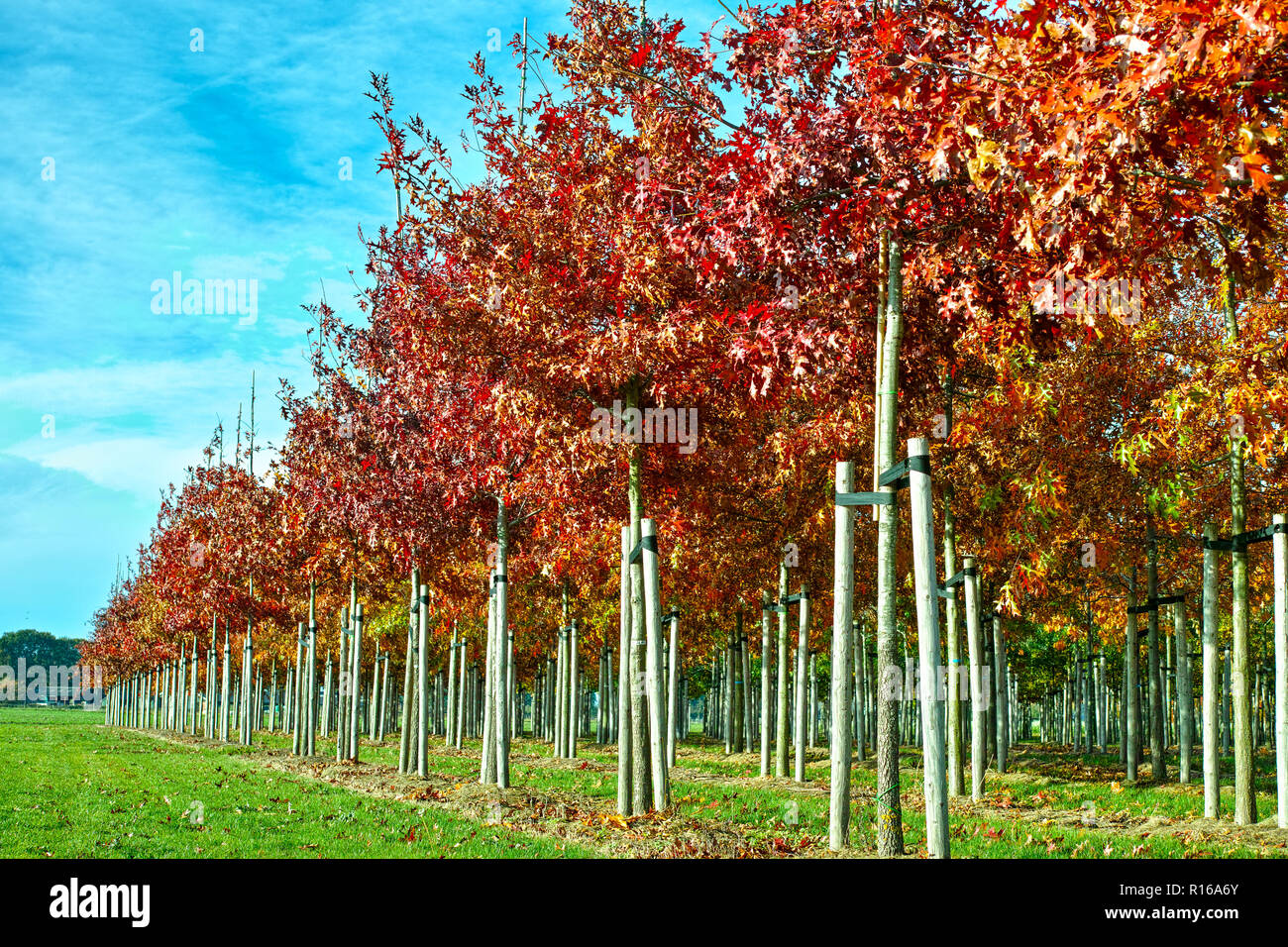 Garden and park tree nurseries specialise in medium to very large sized ...