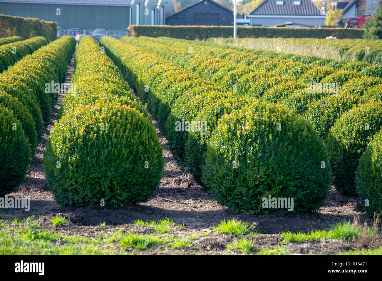 Evergreen buxus or box wood nursery in Netherlands, plantation of ...
