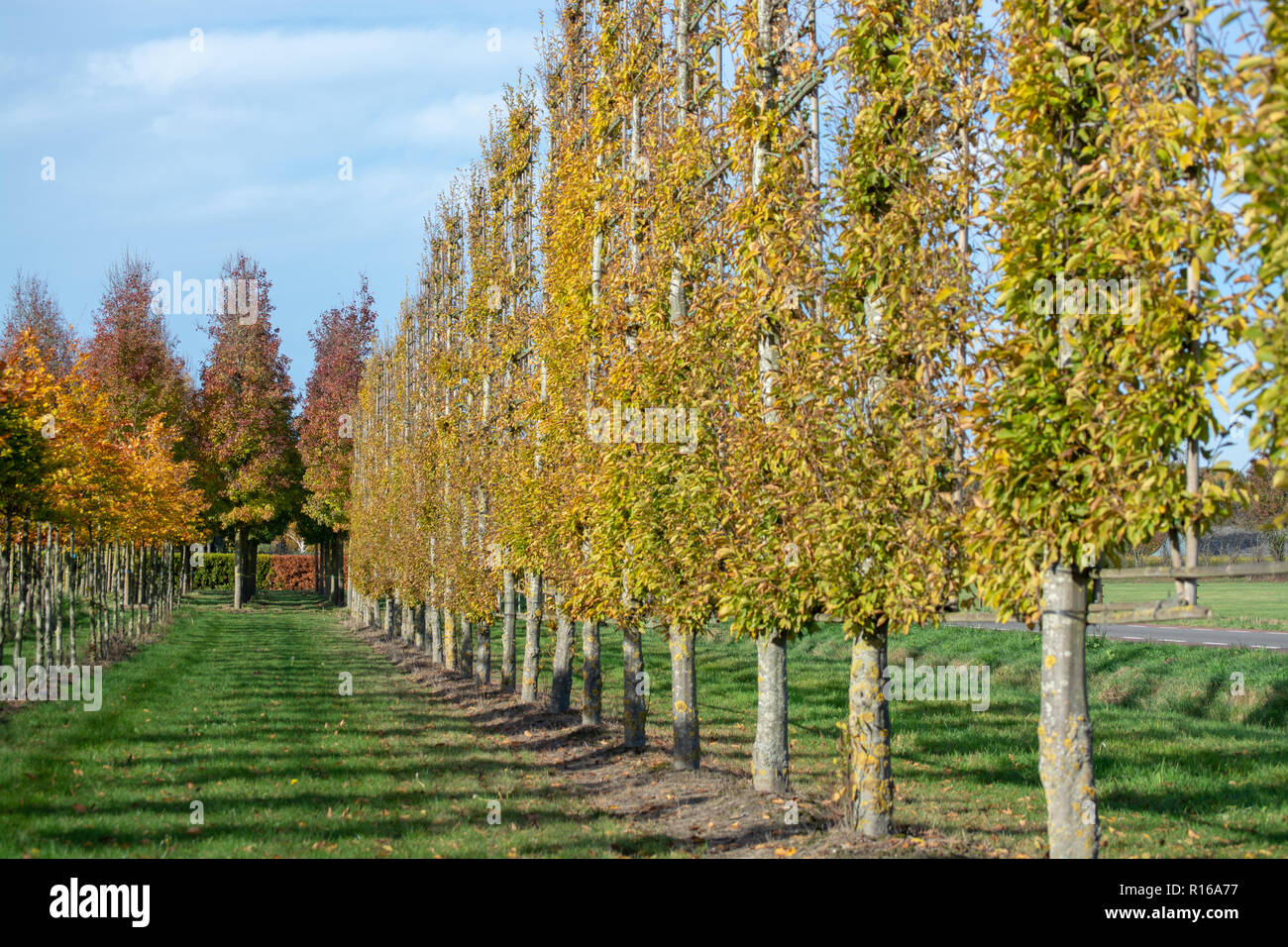 Dutch nursery of exclusive shaped espaliered decorative trees ...