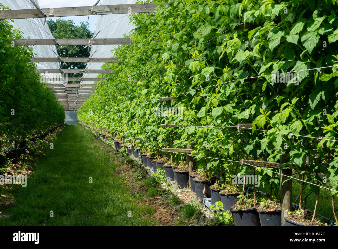 Raspberry pruning hi-res stock photography and images - Alamy