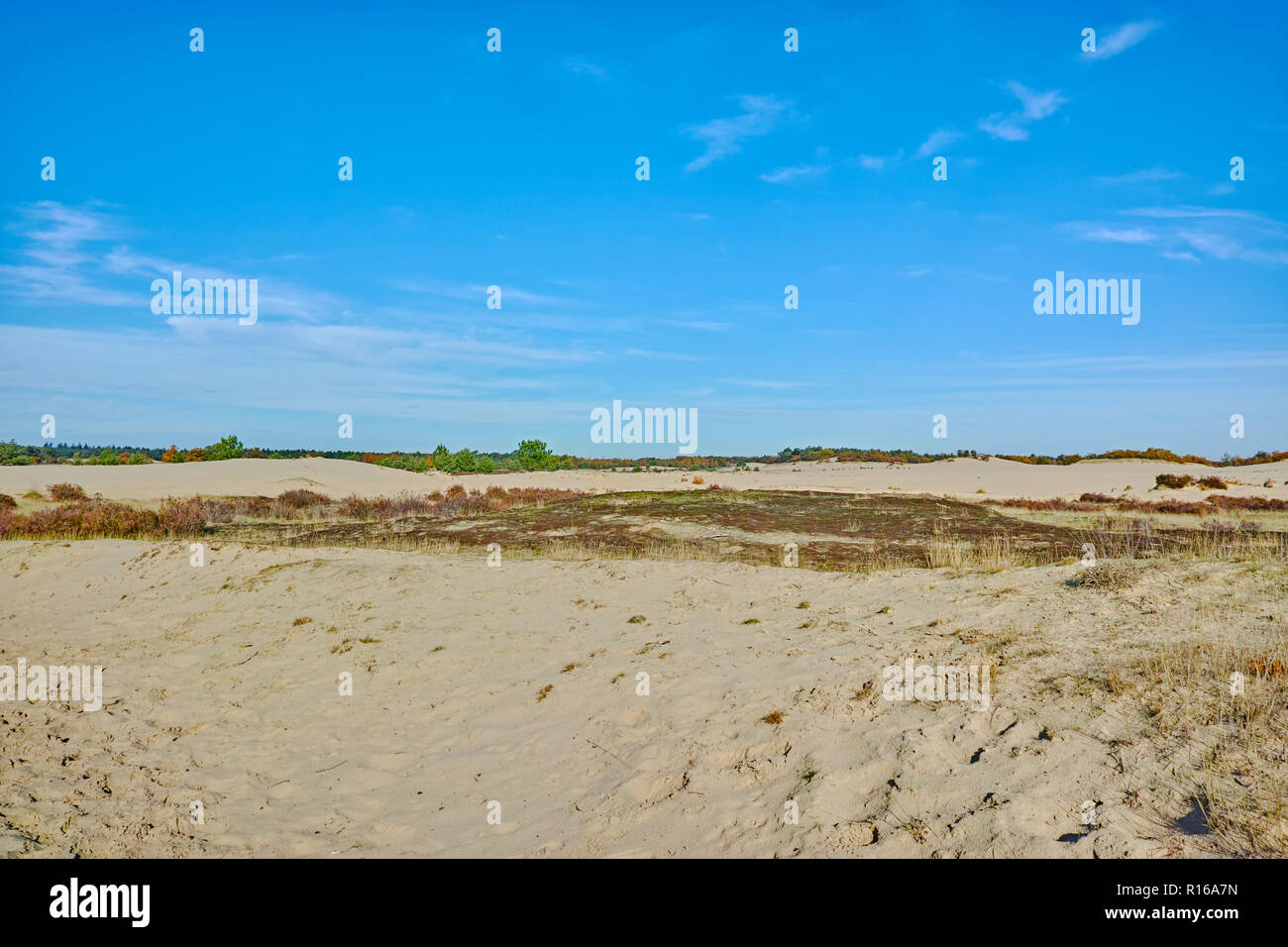 Desert landscape with yellow sand dunes, trees and plants and blue sky ...