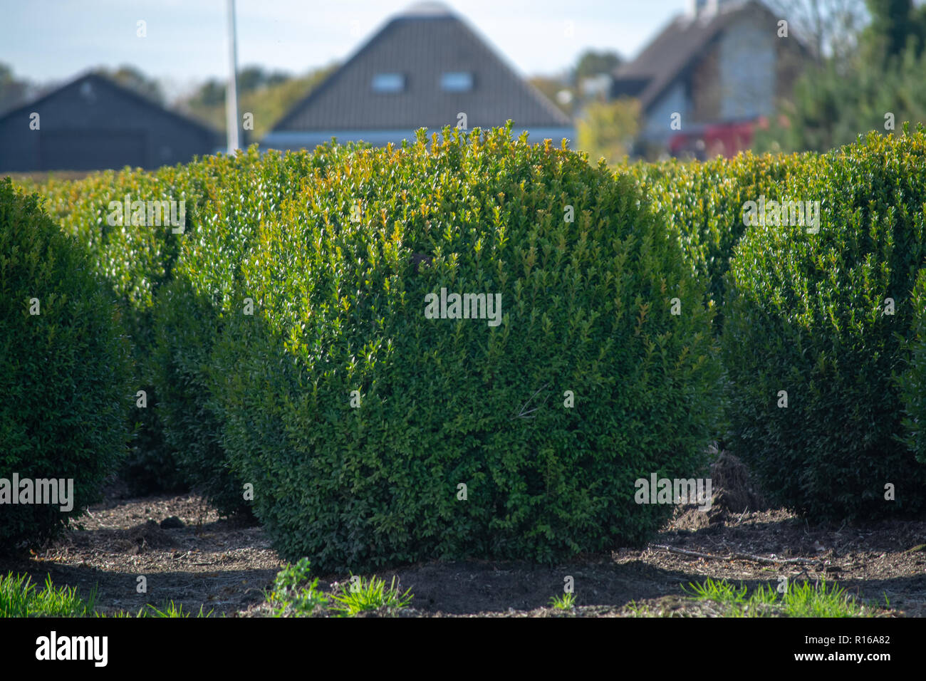 Evergreen buxus or box wood nursery in Netherlands, plantation of ...