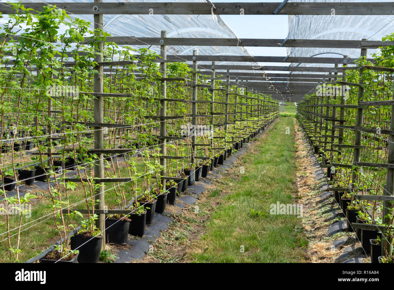 Indoor bio farming in Netherlands, greenhouse with rows of cultivated ...