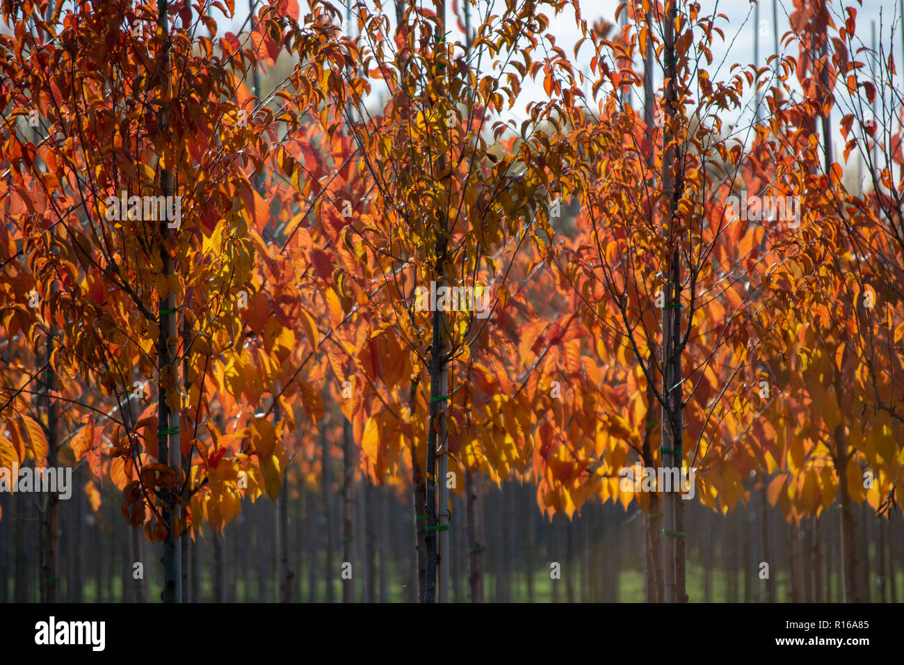 Public and privat garden, parks tree nursery in Netherlands, specialise ...