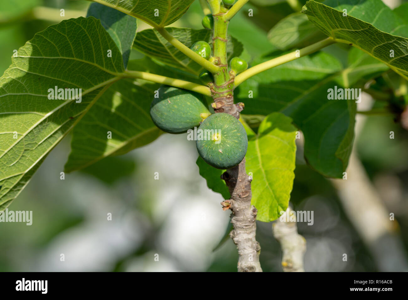 Ripening fruits on big fig tree in summer close up Stock Photo - Alamy