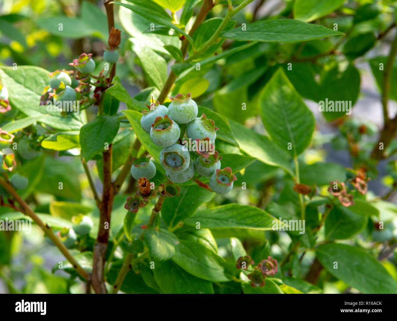 Young blueberry plant hi-res stock photography and images - Alamy