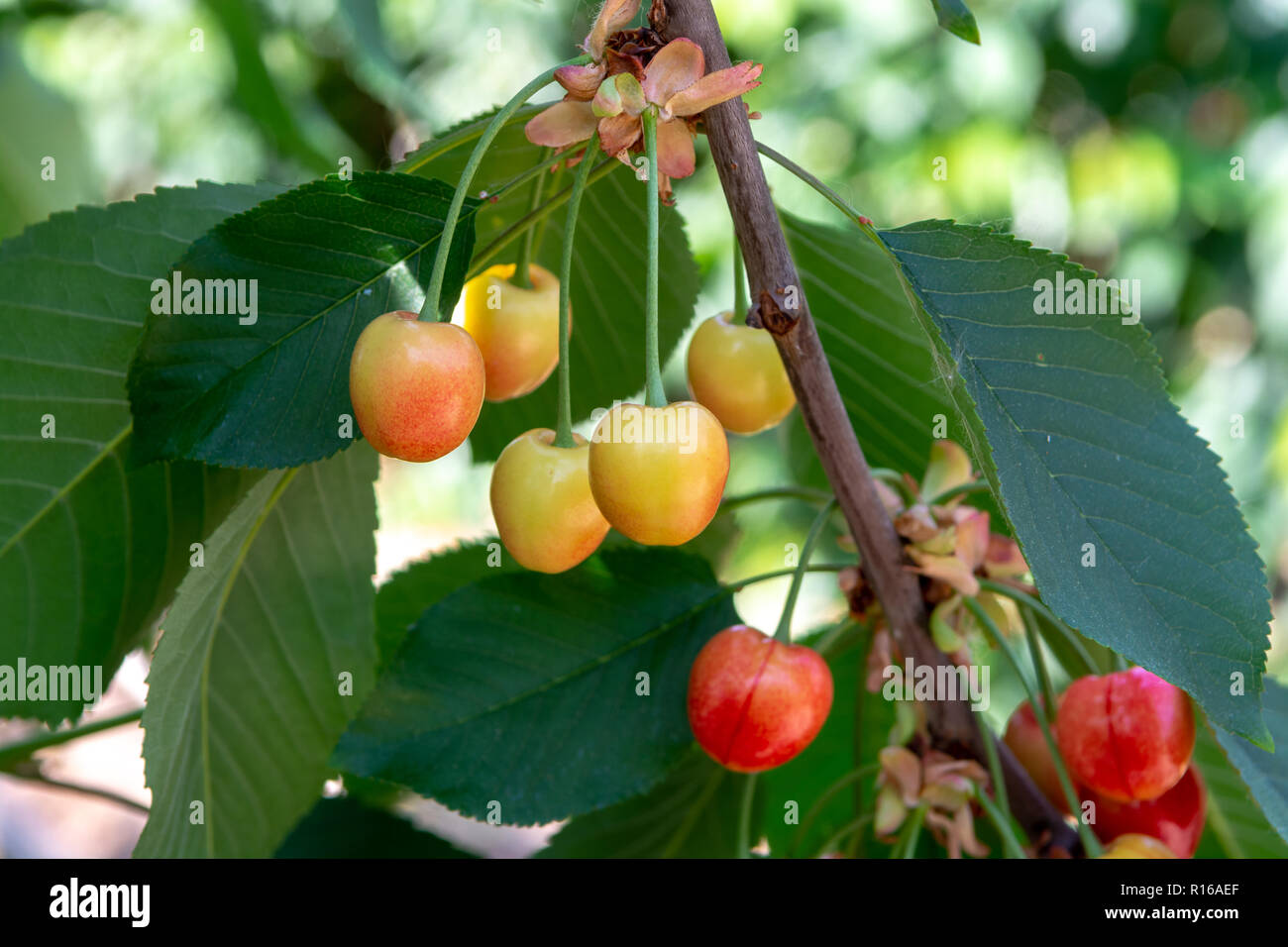 Organic sweet cherry ripening on cherry tree close up, sunny day Stock ...