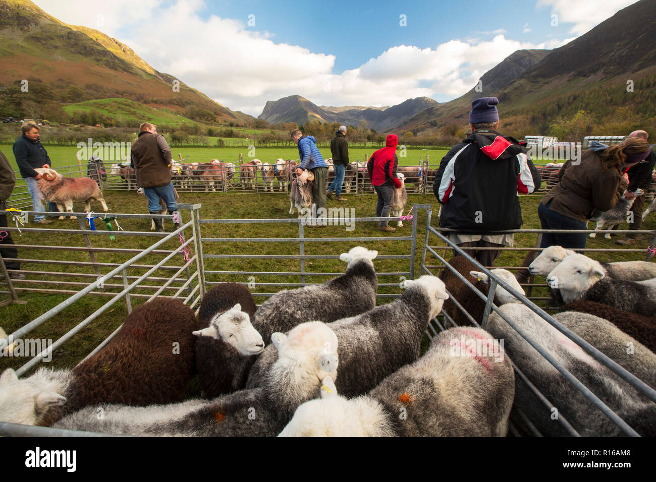 Herdwick sheep at the Buttermere Shepherds Meet, Buttermere Valley ...