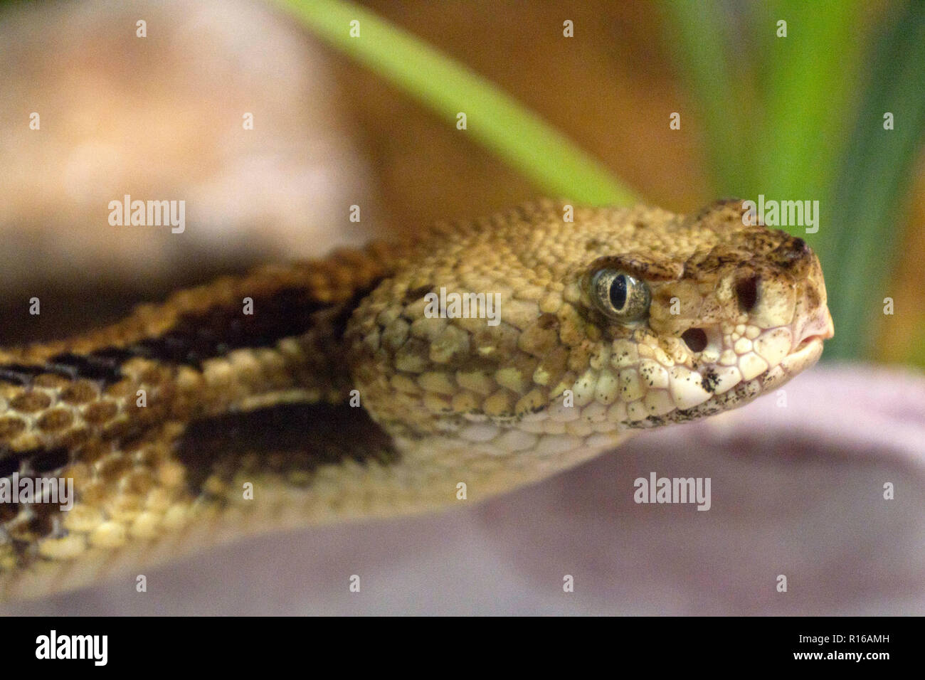 Eastern timber rattlesnake hi-res stock photography and images - Alamy