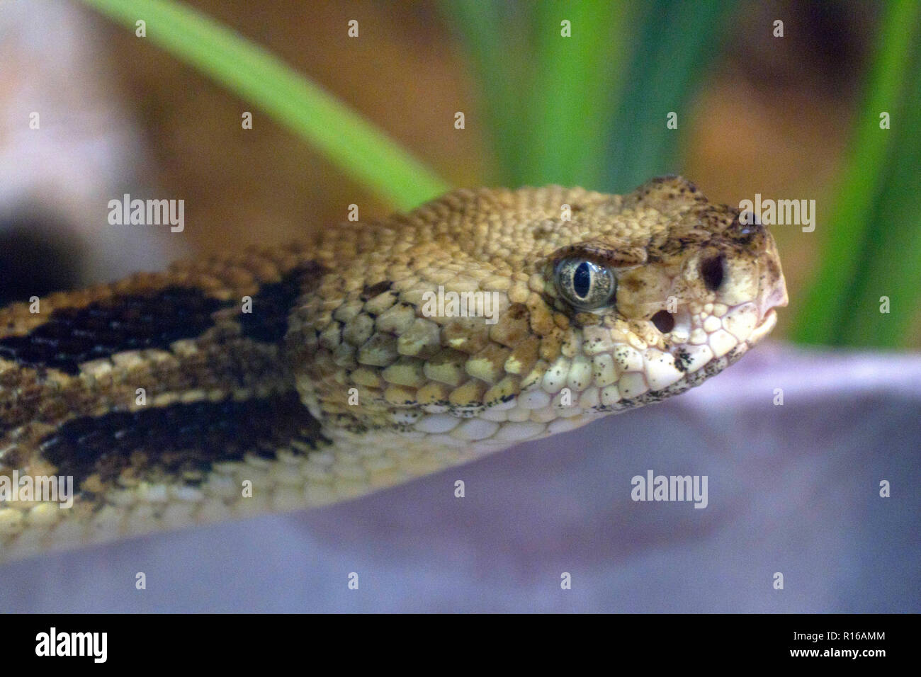 Timber rattlesnake close hi-res stock photography and images - Alamy