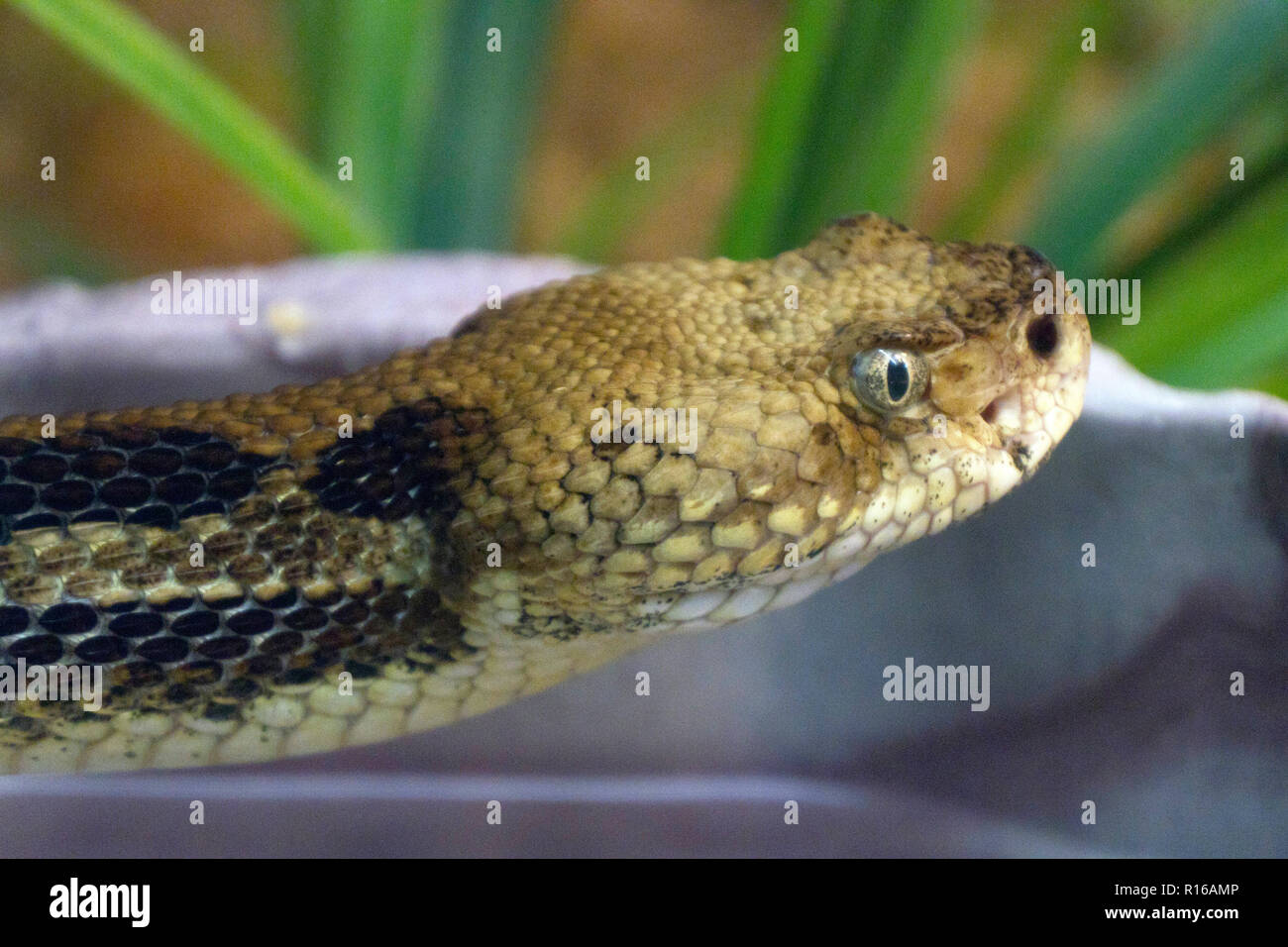 Close up of the head of a deadly eastern timber rattlesnake as it ...