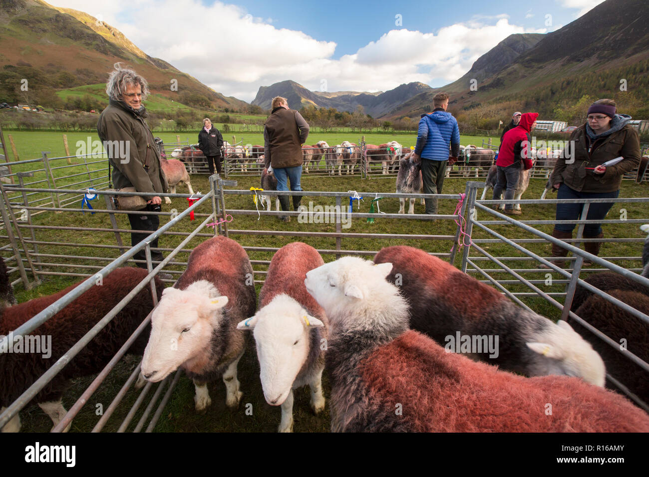 Herdwick sheep at the Buttermere Shepherds Meet, Buttermere Valley ...