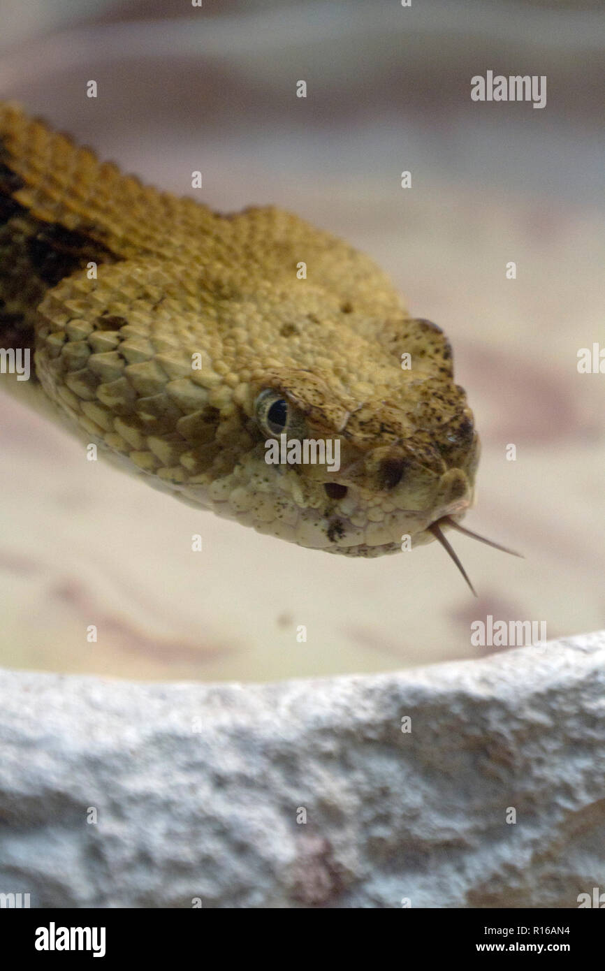Timber rattler hi-res stock photography and images - Alamy