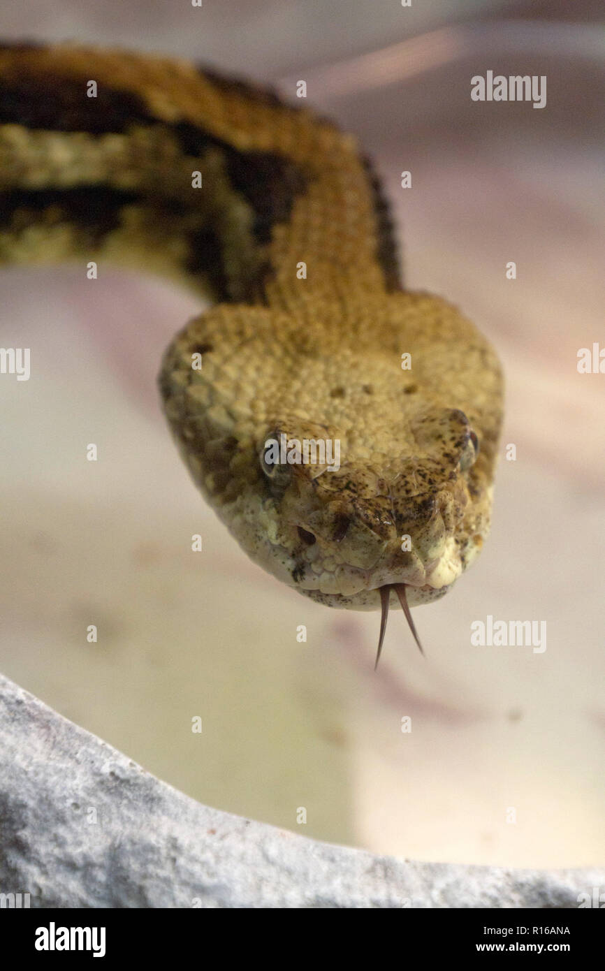 Timber rattler hi-res stock photography and images - Alamy