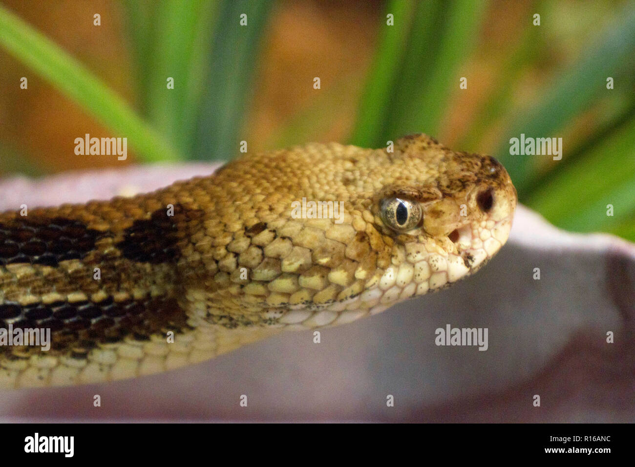 Canebrake Rattlesnake High Resolution Stock Photography and Images - Alamy