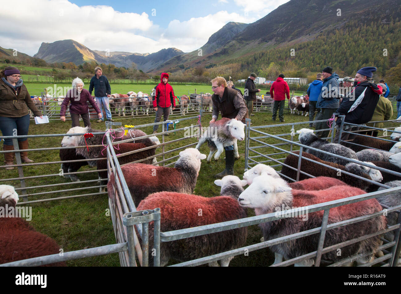 Herdwick sheep at the Buttermere Shepherds Meet, Buttermere Valley ...