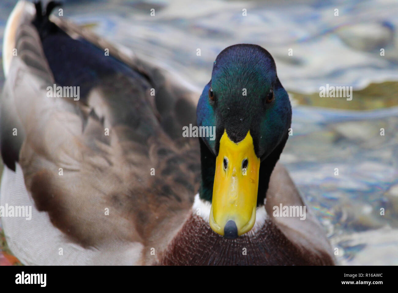 Peacock peafowl duck pond bird hi-res stock photography and images - Alamy