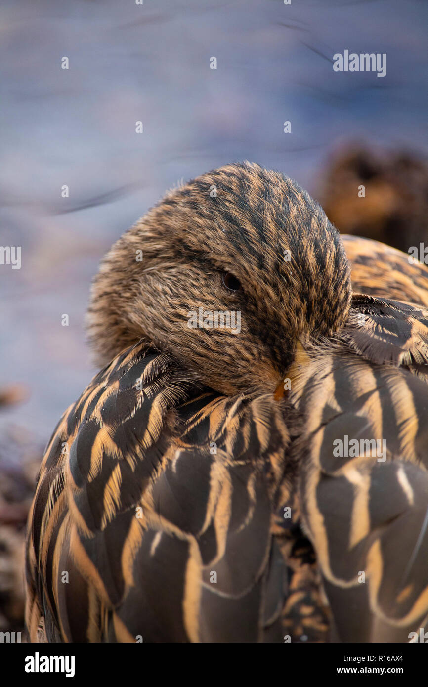 Waterfowl portrait hi-res stock photography and images - Alamy
