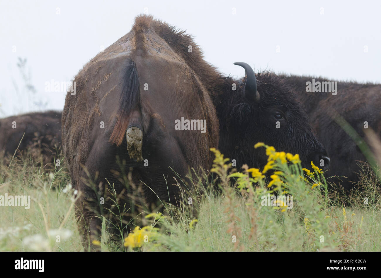American bison, Bison bison, defecating in the rain on an Oklahoma ...
